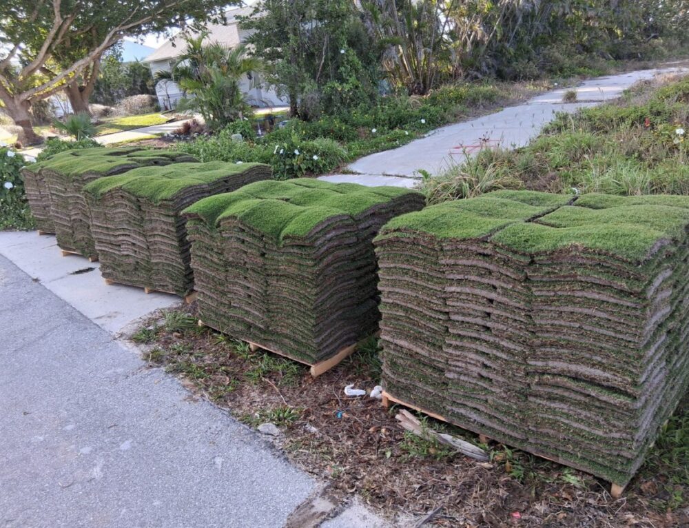 Does New Florida Sod Need Watering Every Day?