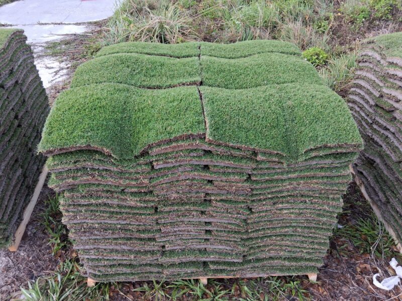 Best Sod Choices For Florida Rental Properties & HOAs