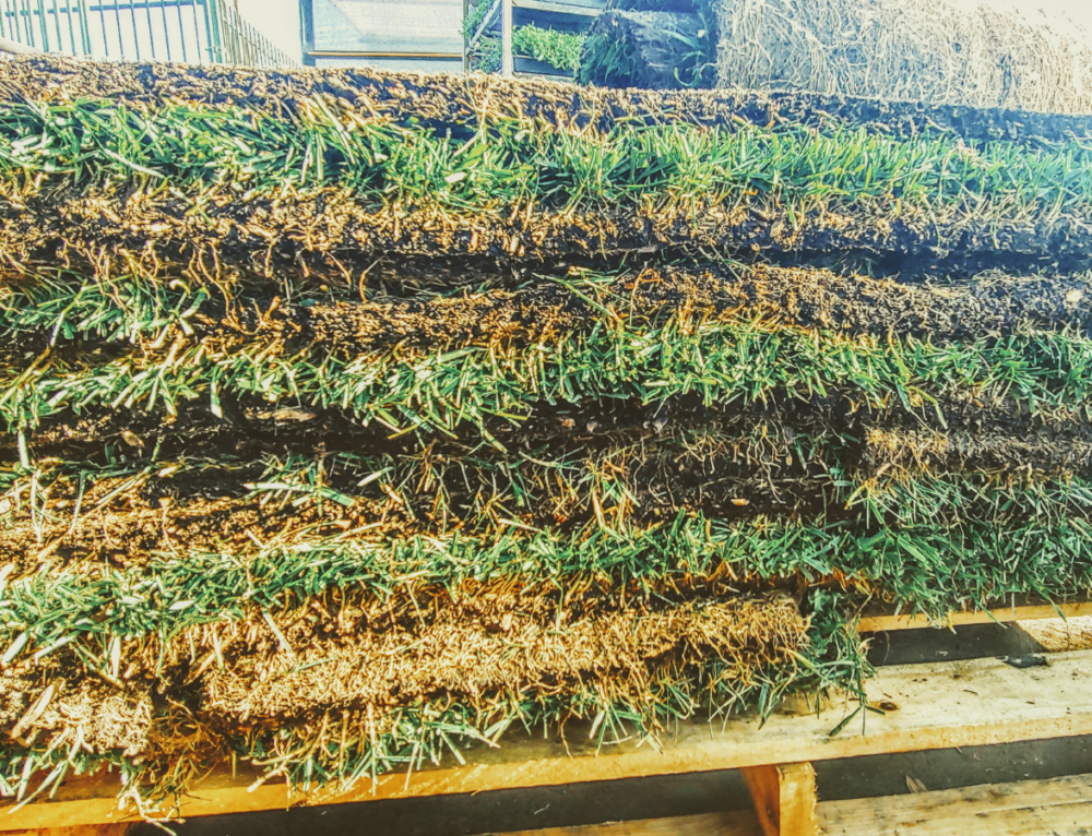 Florida Sod Varieties Compared: Which One Best Fits Your Lawn?